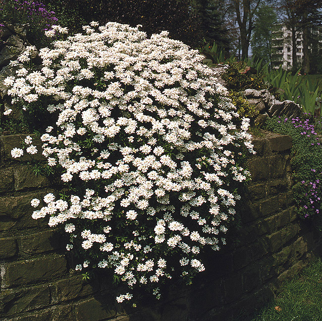 Iberis sempervirens snowflakes