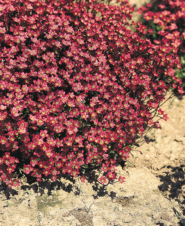 Saxifrage carpet