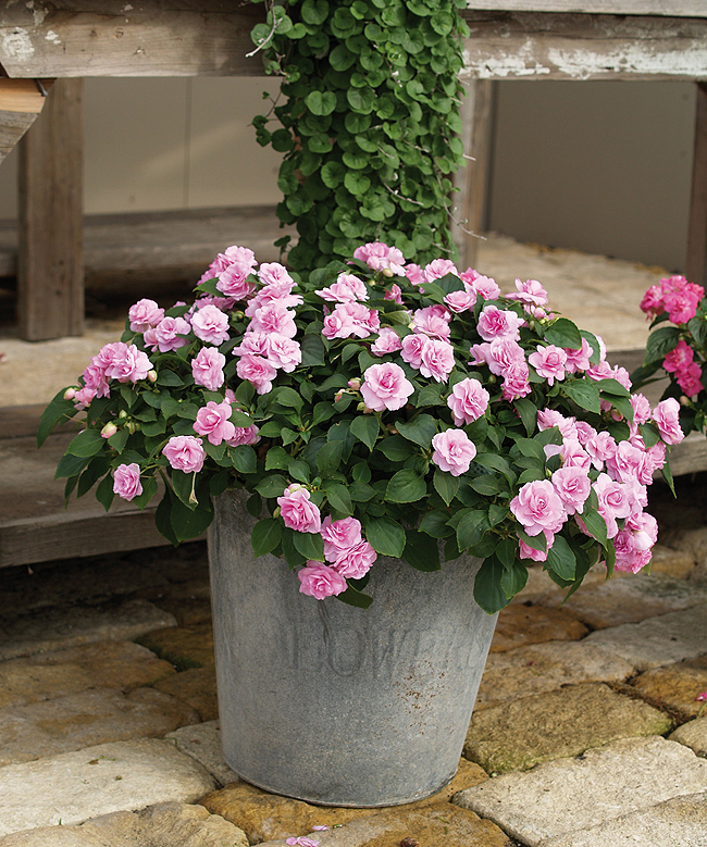 Impatiens double