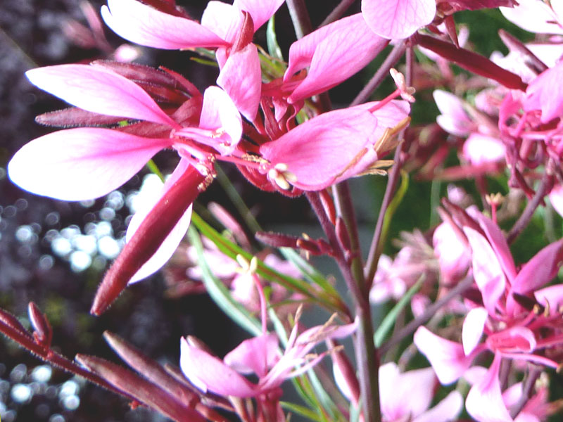 Gaura - Gaura