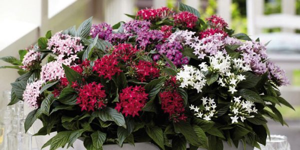 Pentas - Pentas lanceolata